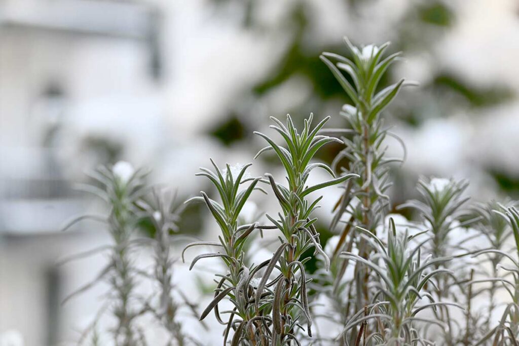 Il gelo di febbraio sta arrivando: la 'barriera' da creare subito ...